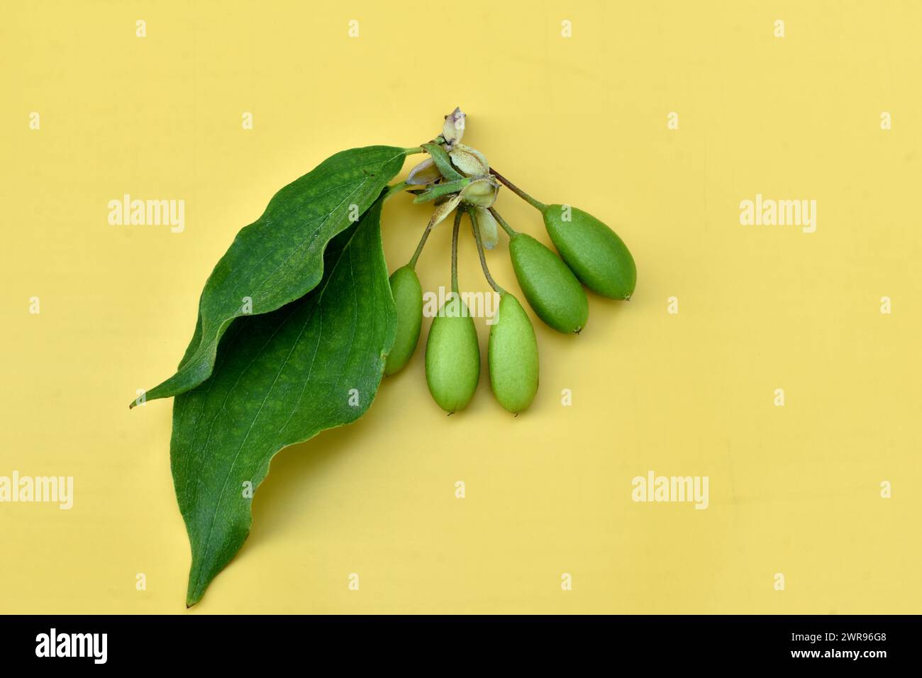 Green dogwood and green leaves on a branch lie on a yellow background ...