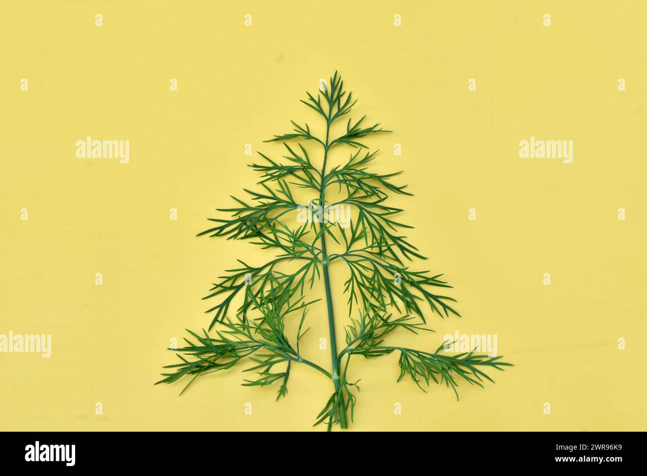 Dill leaf lies on a yellow background, isolate Stock Photo - Alamy