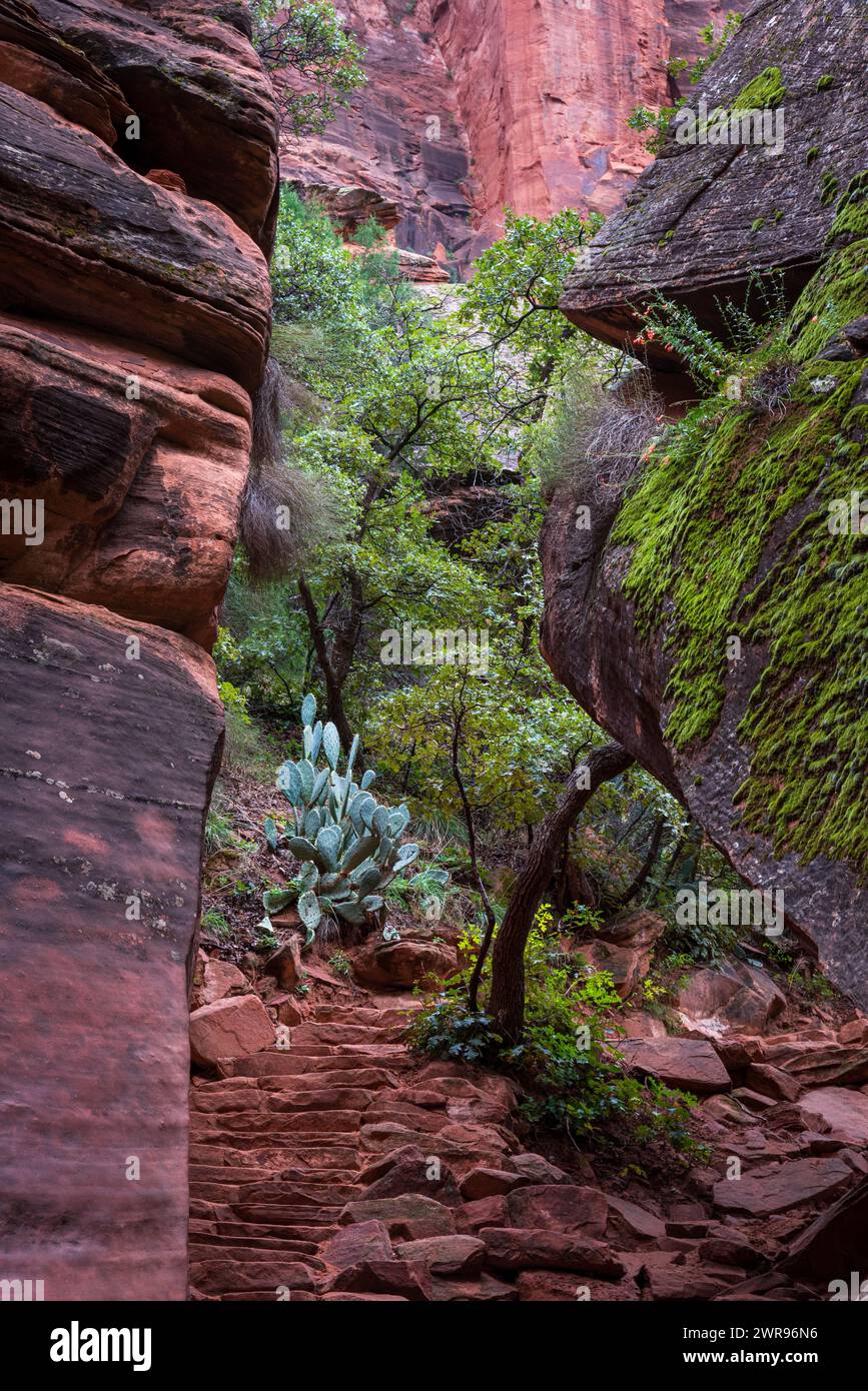Emerald Pools Trail, Zion National Park, Utah Stock Photo - Alamy