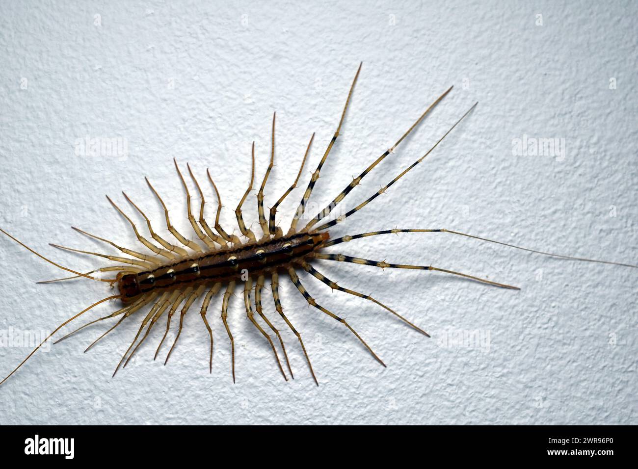 Scutigera coleoptrata insect, house centipede, on white background ...