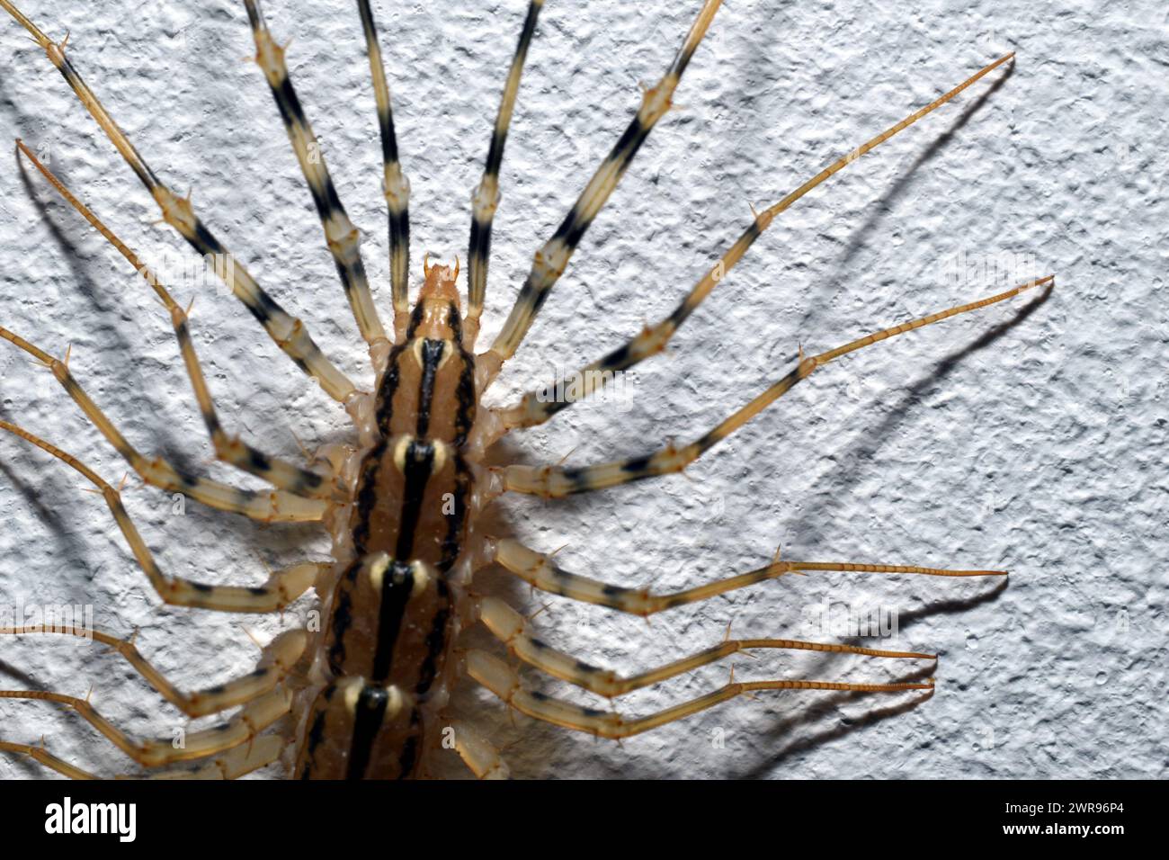 Common house bugs hi-res stock photography and images - Alamy