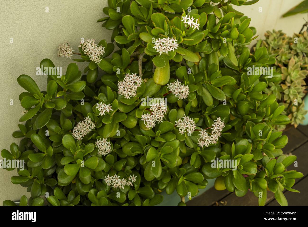 Pretty sunlit white flowers of green jade plants Stock Photo - Alamy
