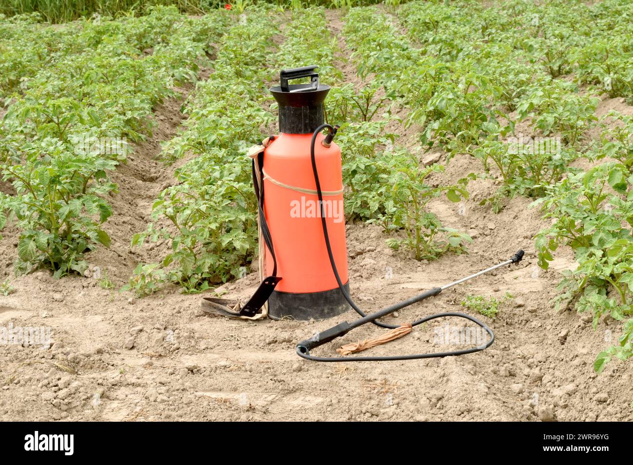 To destroy the Colorado beetles sitting on potato tops, a solution of ...