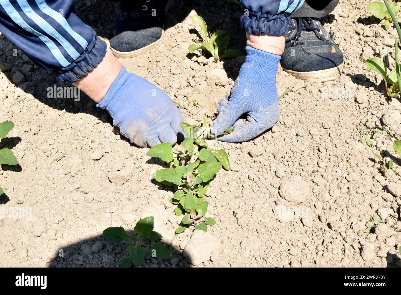 The Picture Shows The Hands Of A Woman Who Is Busy Removing Weeds From