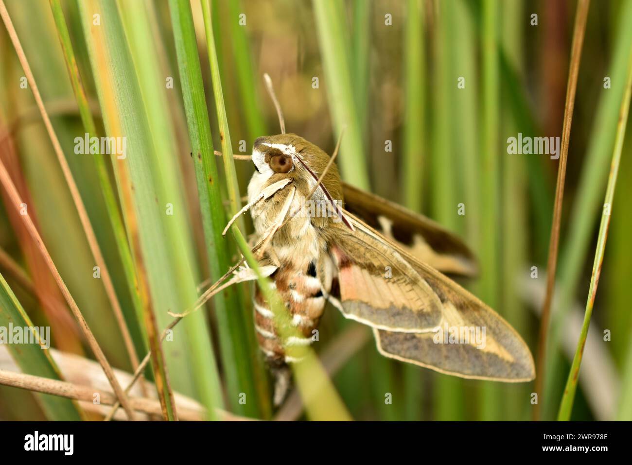 Nocturnal hawk moth hid in the green grass, side view Stock Photo - Alamy