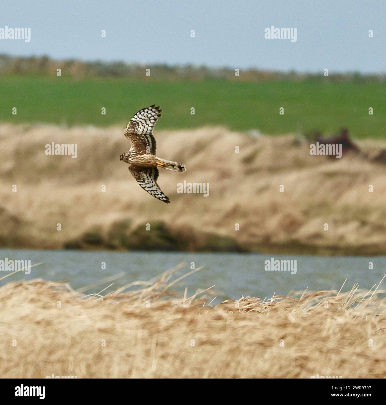 Female hen harrier hi-res stock photography and images - Alamy