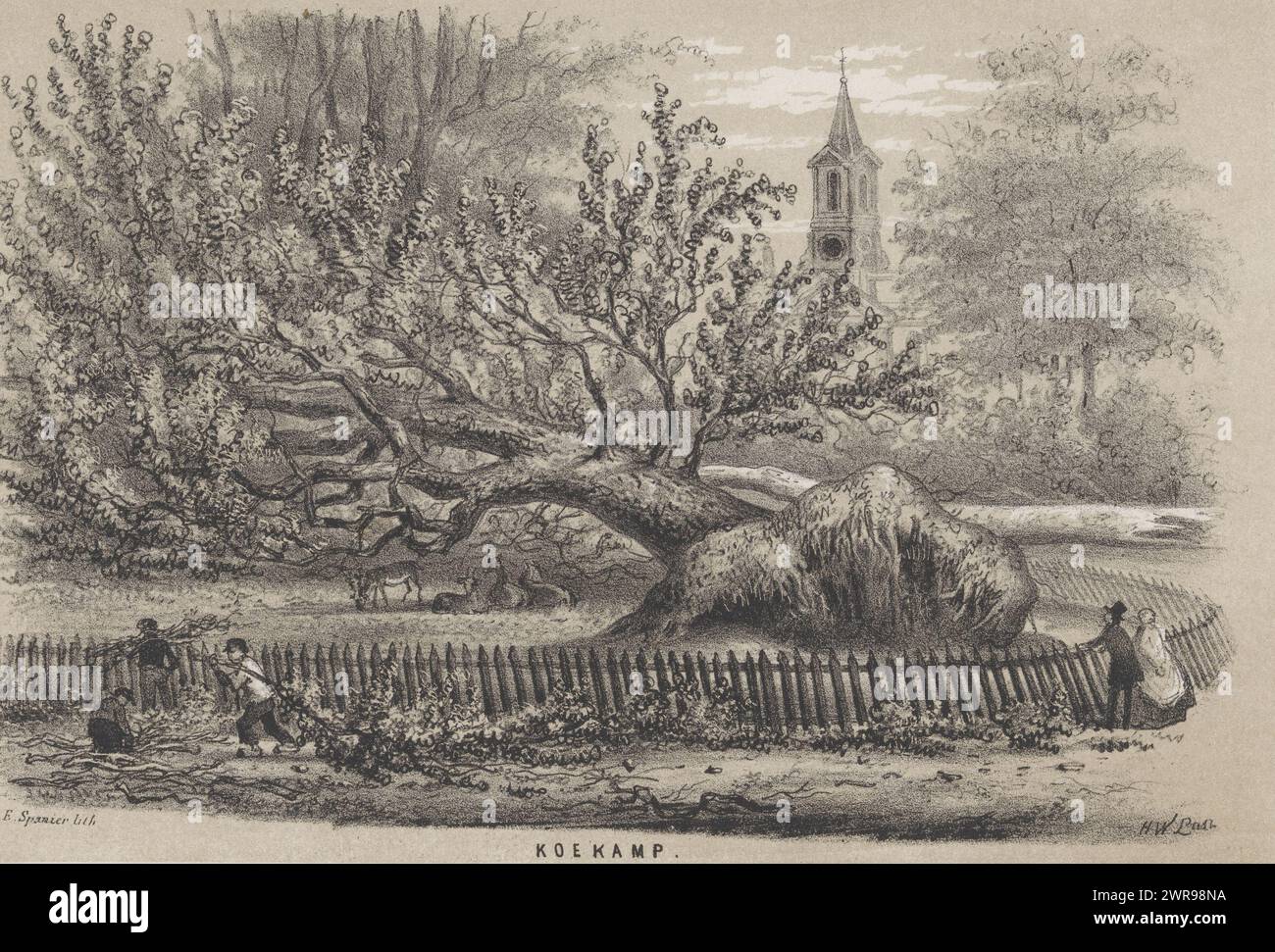 Fallen tree near the Koekamp, after the storm of May 28, 1860, Koekamp ...