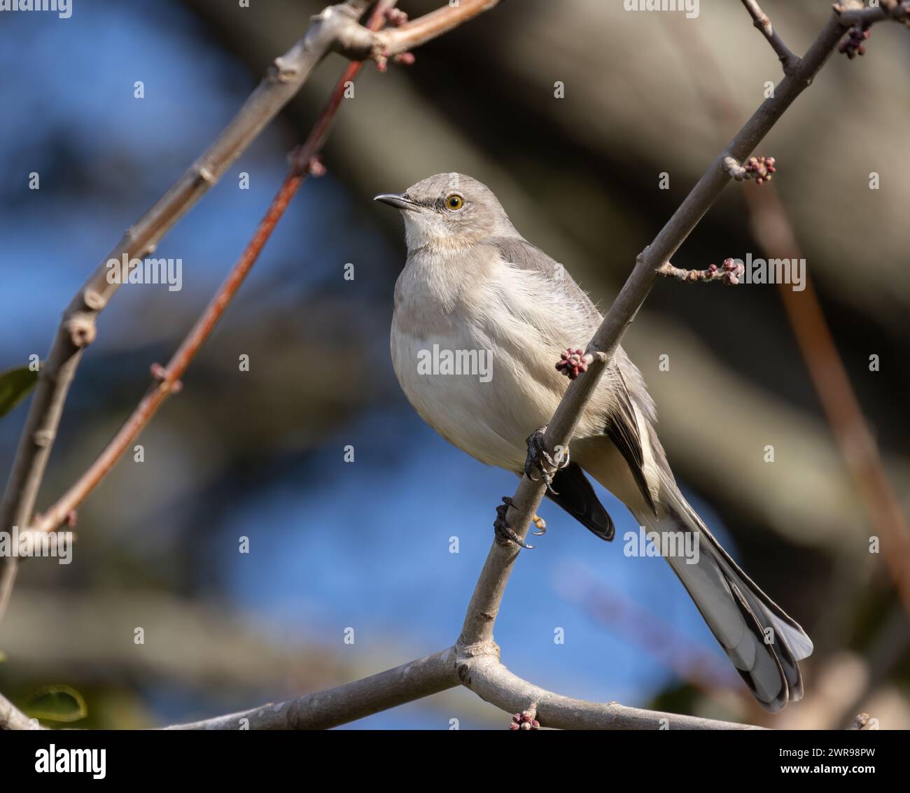 A Mockingbird ird perched on branch with leaves and buds Stock Photo ...
