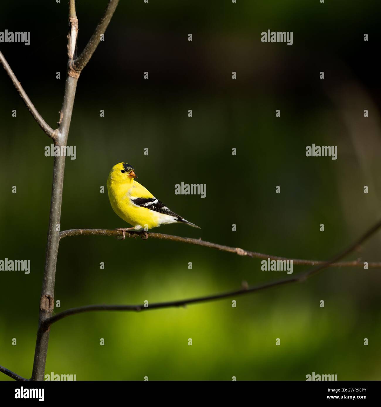Two yellow birds sit on a tree branch, one watching the other Stock ...