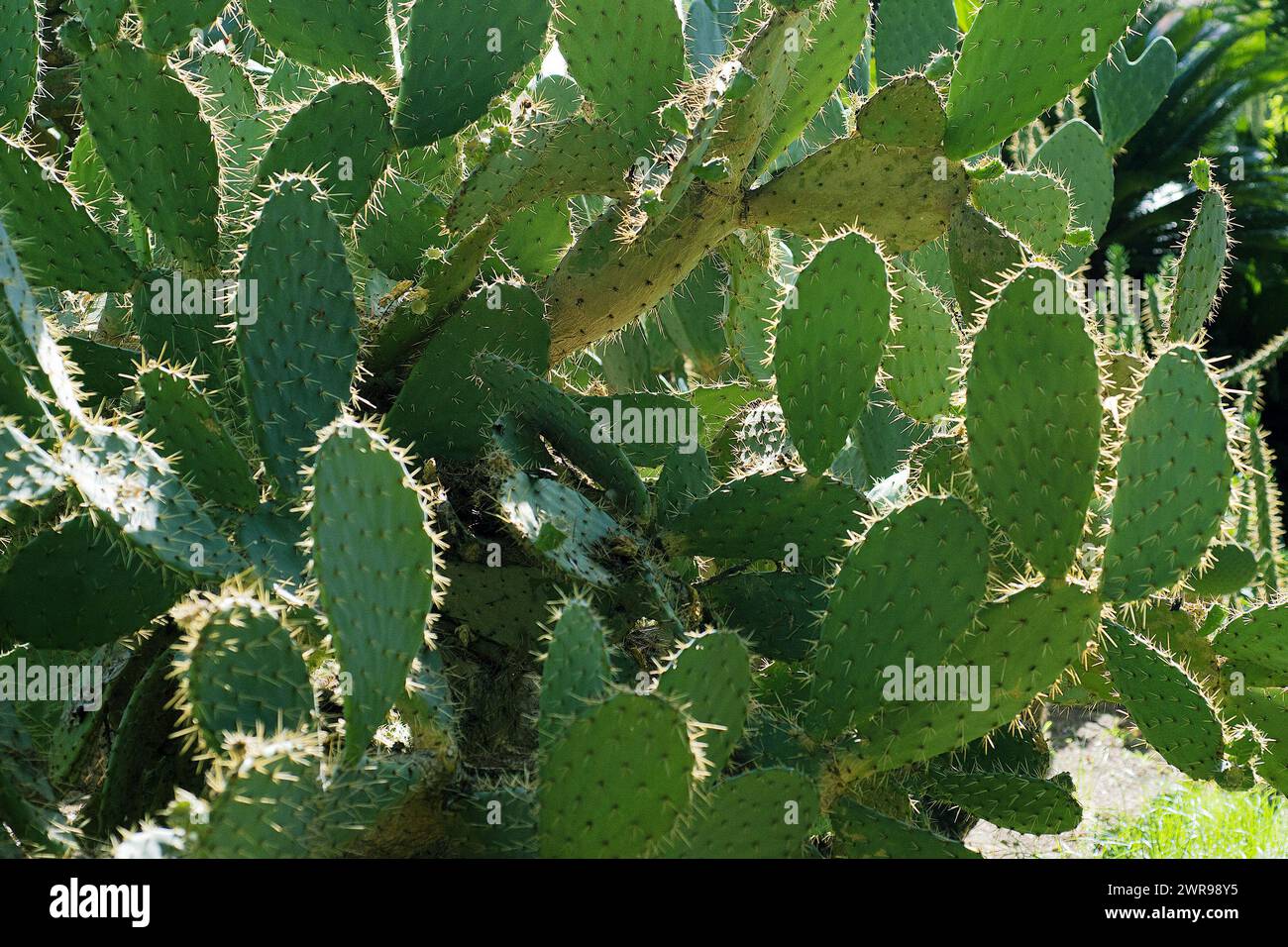 Fichi d'india hi-res stock photography and images - Alamy