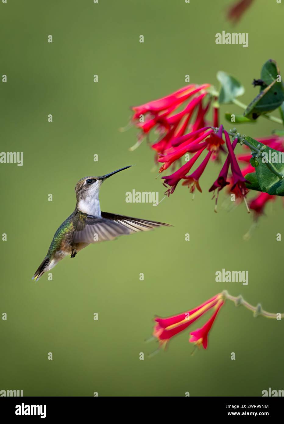 Hummingbird flys by Honeysuckle plant to feed Stock Photo - Alamy