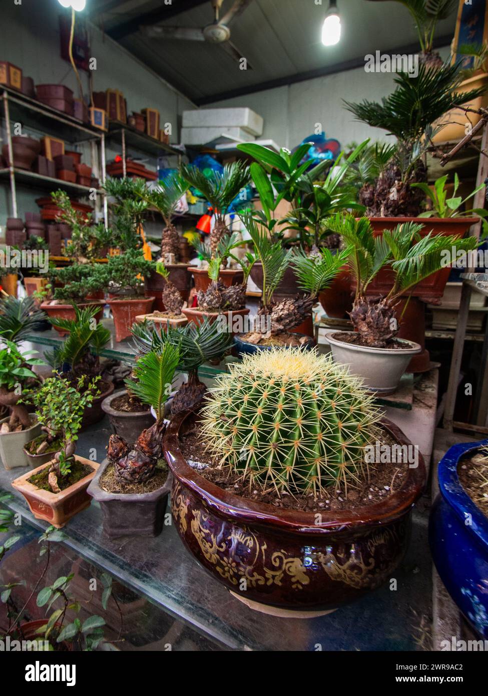 Flower, Bird, Fish & Insect Market, Shanghai, China Stock Photo - Alamy