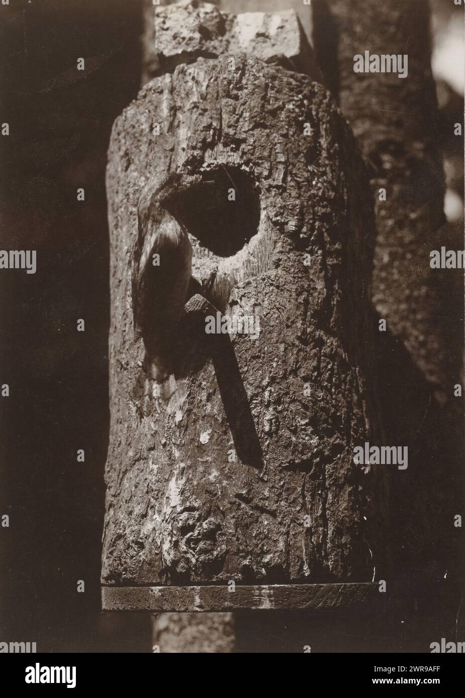 Wryneck at its nest box (birds), Wryneck sitting in front of its nest ...