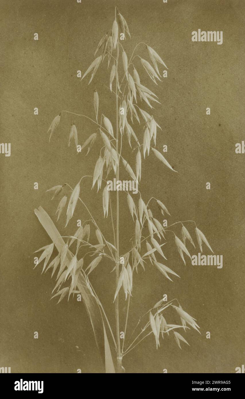 Haver aar hi-res stock photography and images - Alamy