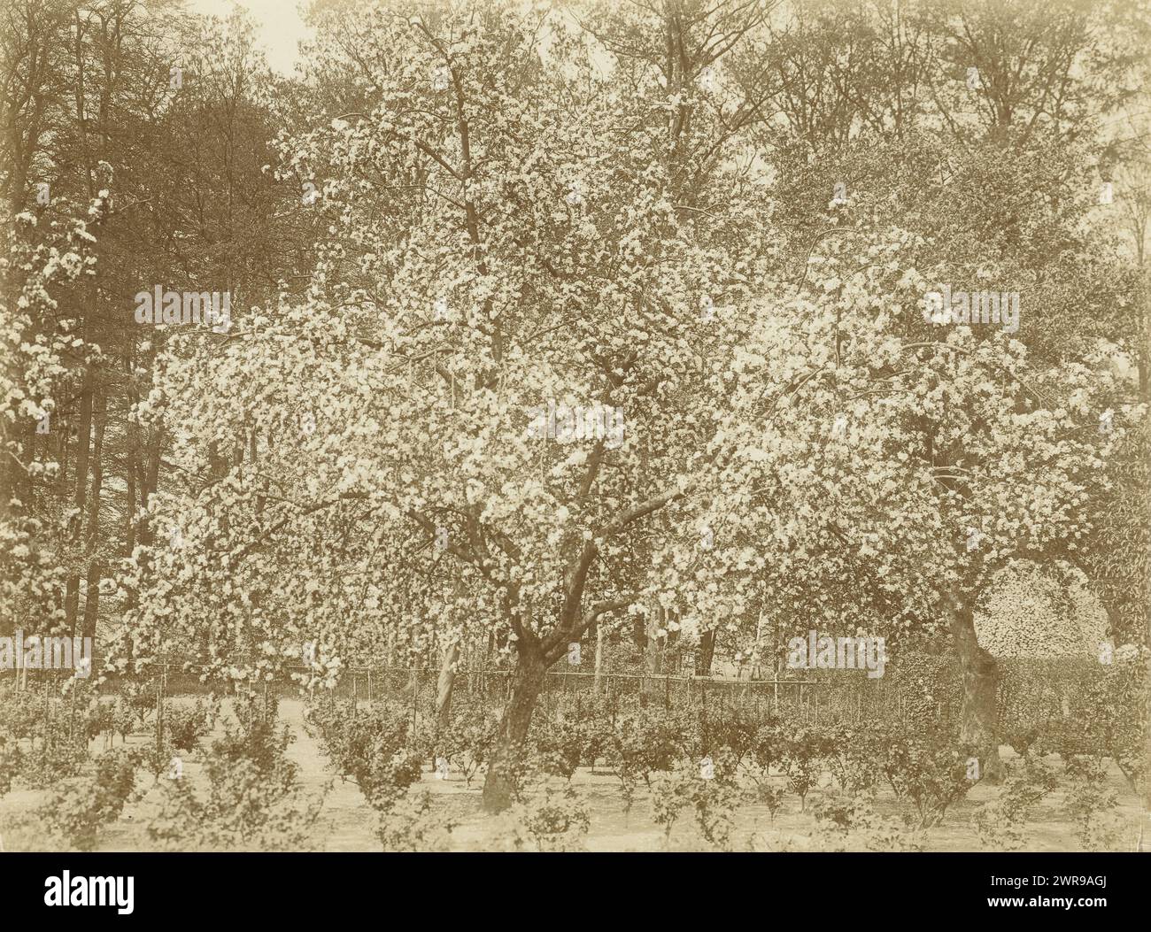 Apple tree in bloom, Flowering Apple Tree Species "Keuzer Alexander" at ...