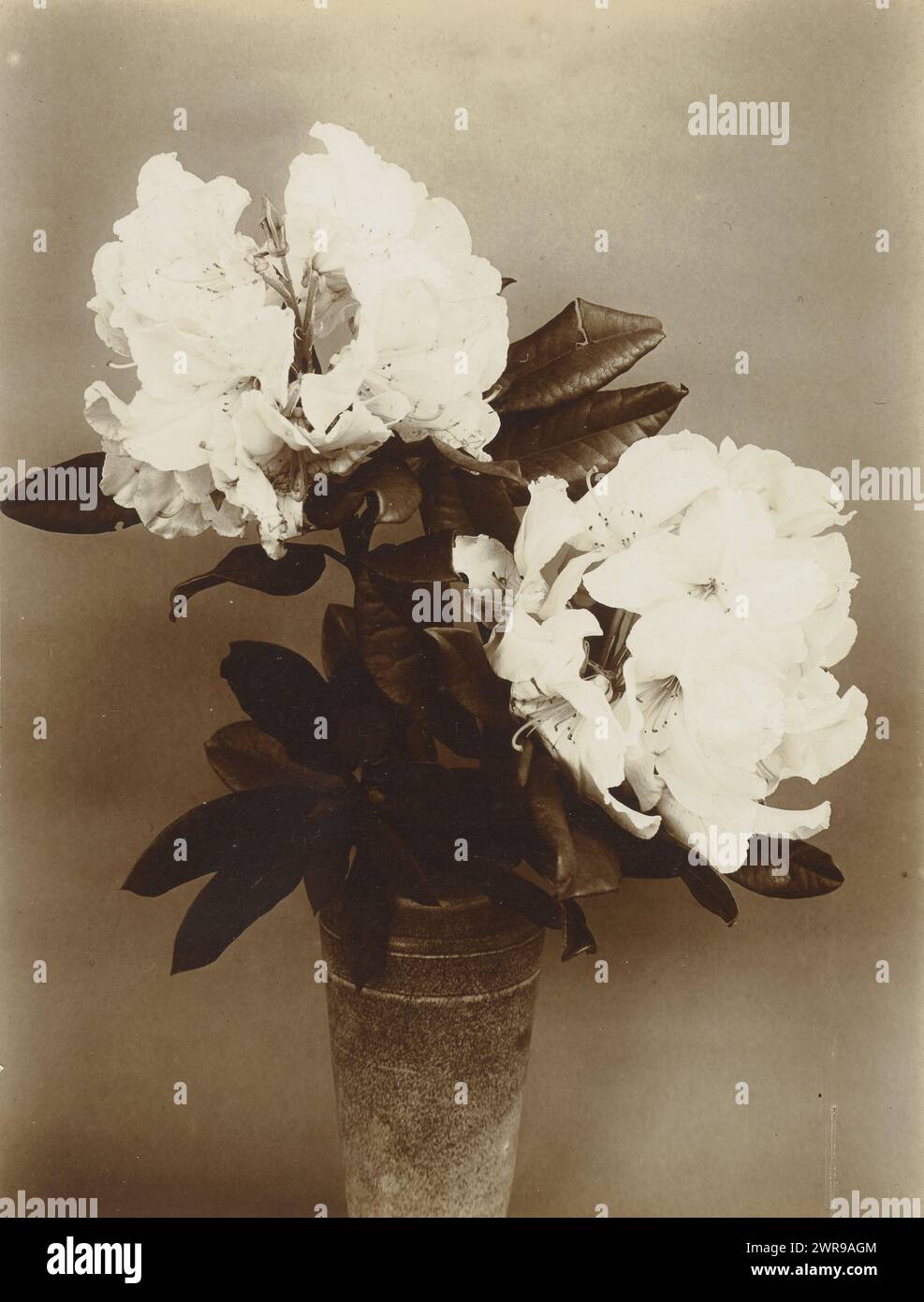 Tepe apeldoorn hi-res stock photography and images - Alamy