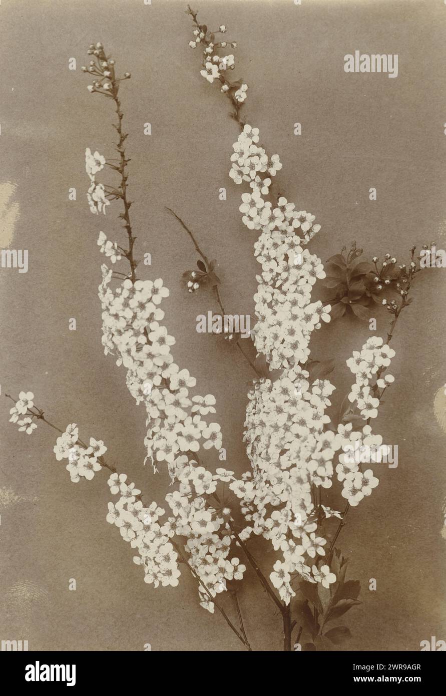 Flowers of the spirea arguta (title on object), Richard Tepe ...
