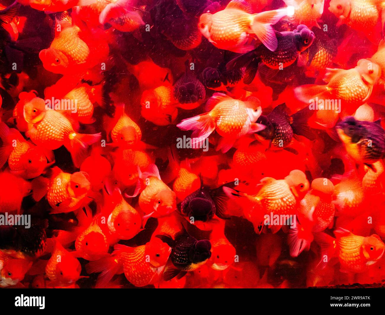 Flower, Bird, Fish & Insect Market, Shanghai, China Stock Photo - Alamy