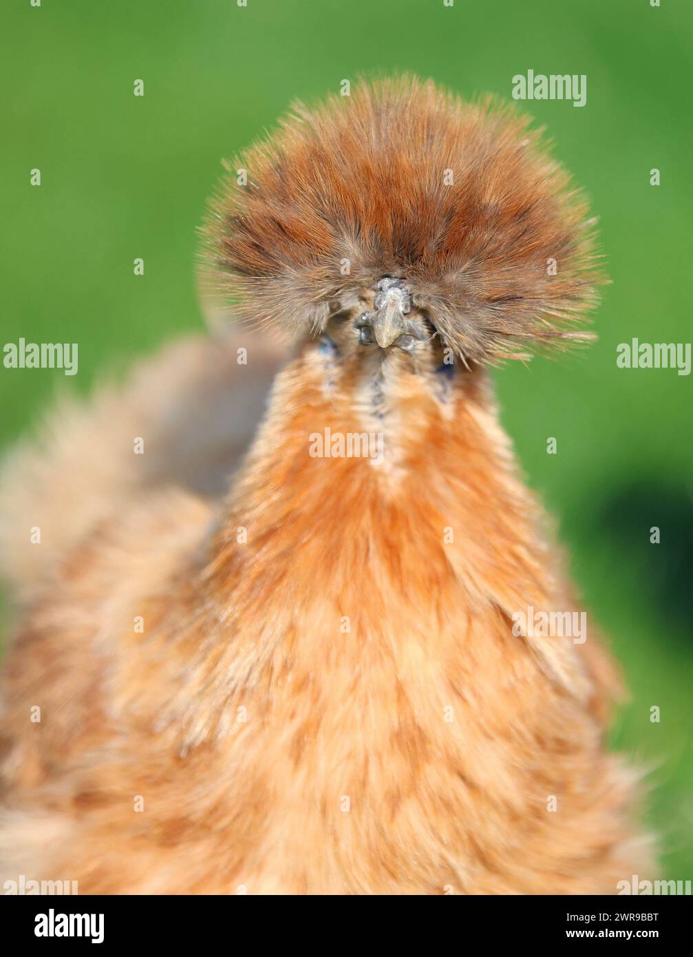 Zwerghuehner 08.03.2024, Erfurt, Paduaner - Huhn / Haubenhuhn *** Dwarf ...