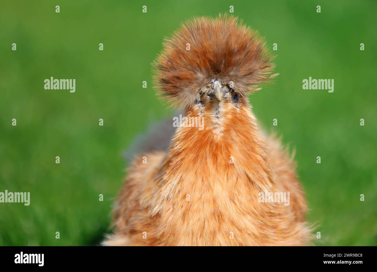 Zwerghuehner 08.03.2024, Erfurt, Paduaner - Huhn / Haubenhuhn *** Dwarf ...