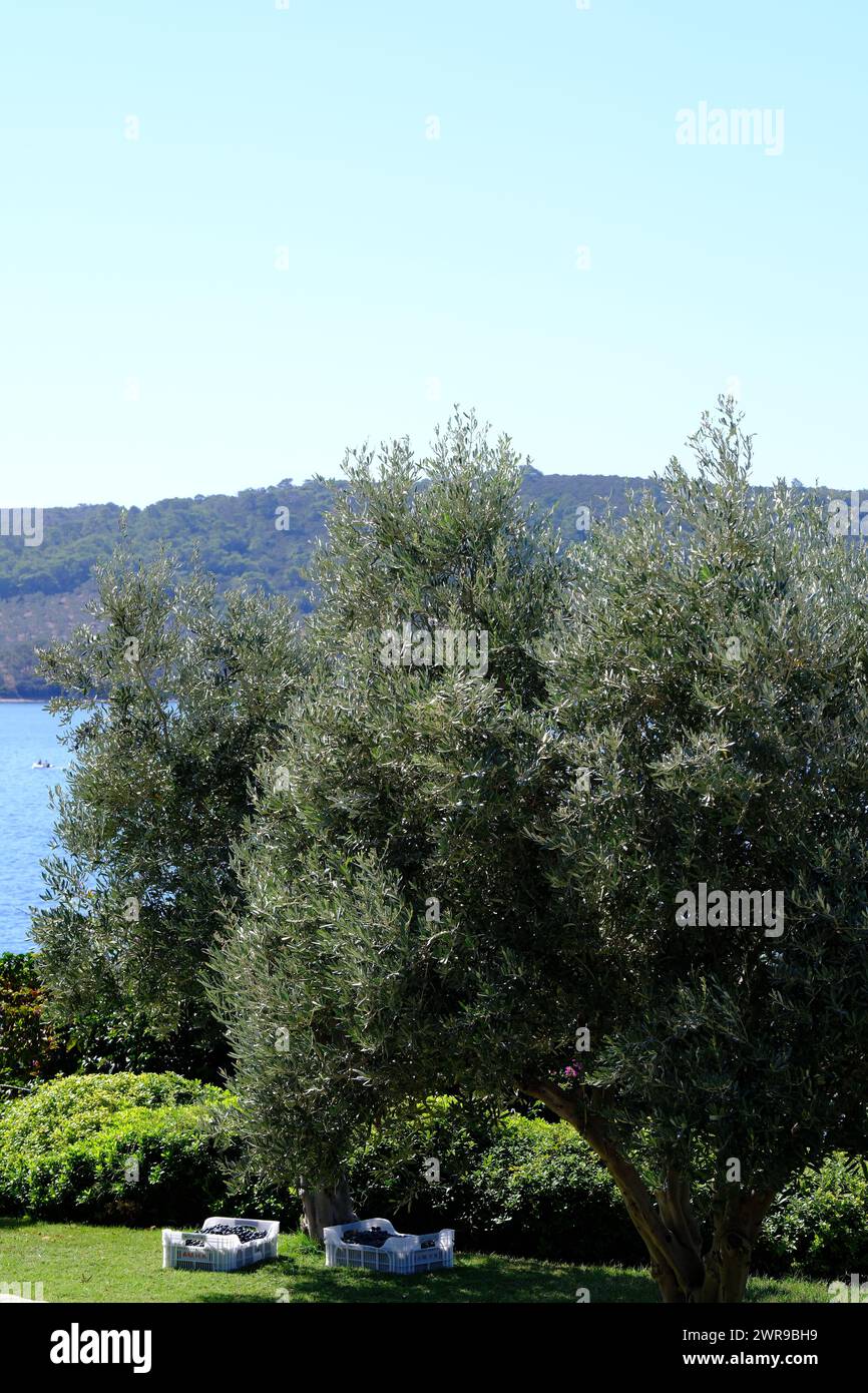 Olive harvesting hi-res stock photography and images - Alamy