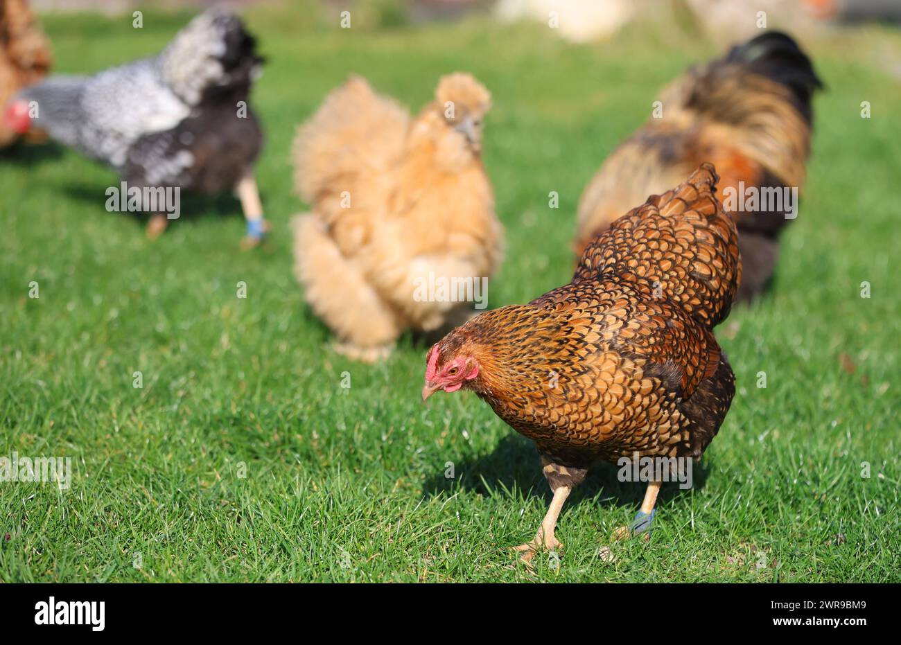 Chicken paduan hi-res stock photography and images - Alamy