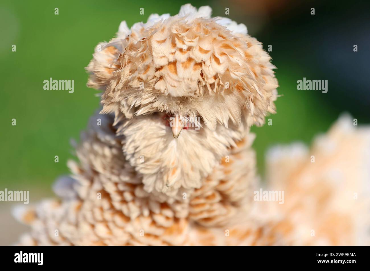 Chicken paduan hi-res stock photography and images - Alamy