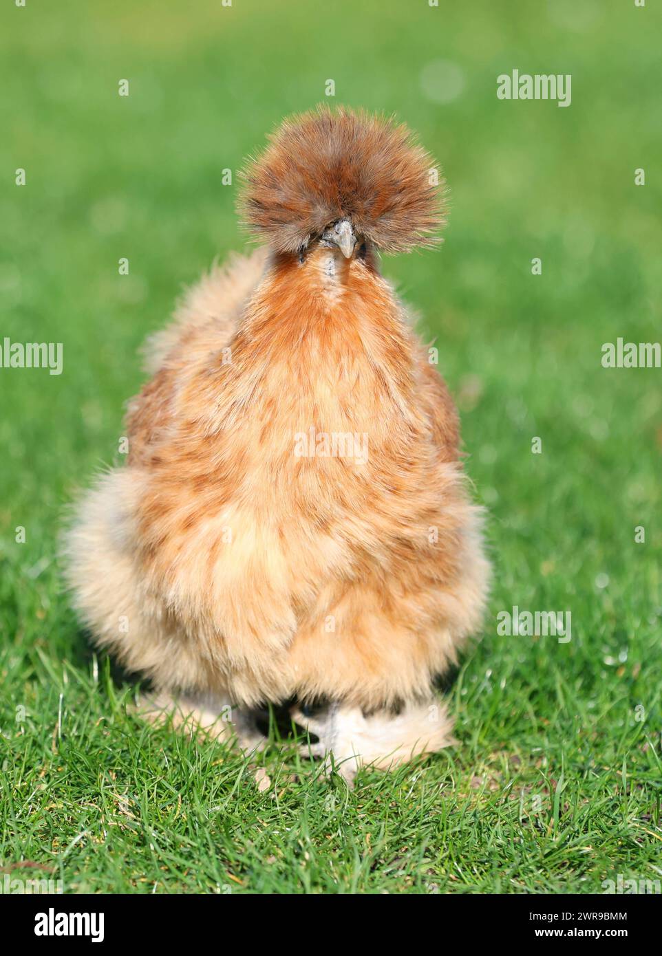 Zwerghuehner 08.03.2024, Erfurt, Paduaner-Huhn *** Dwarf chicken 08 03 ...