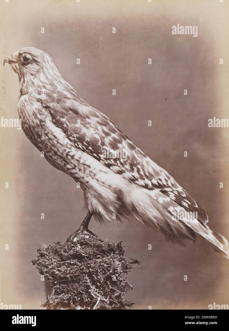 Redshouldered buzzard hi-res stock photography and images - Alamy