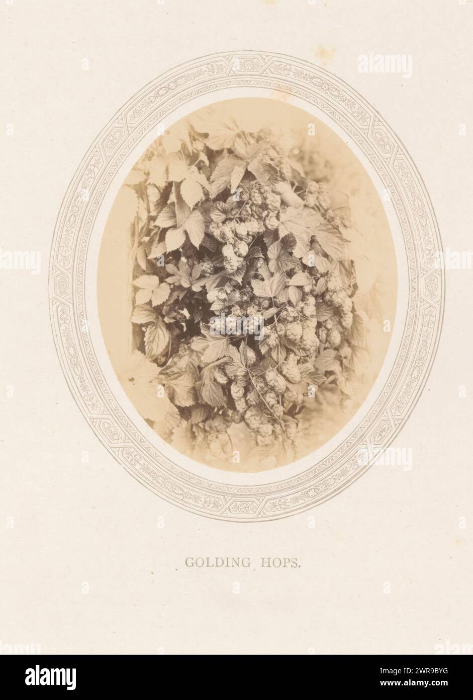 Golding hops hi-res stock photography and images - Alamy