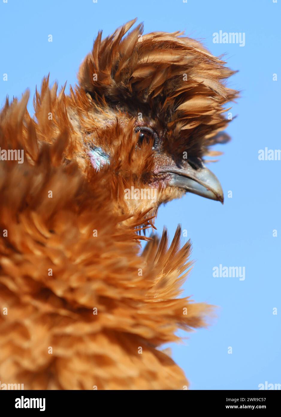 Chicken paduan hi-res stock photography and images - Alamy