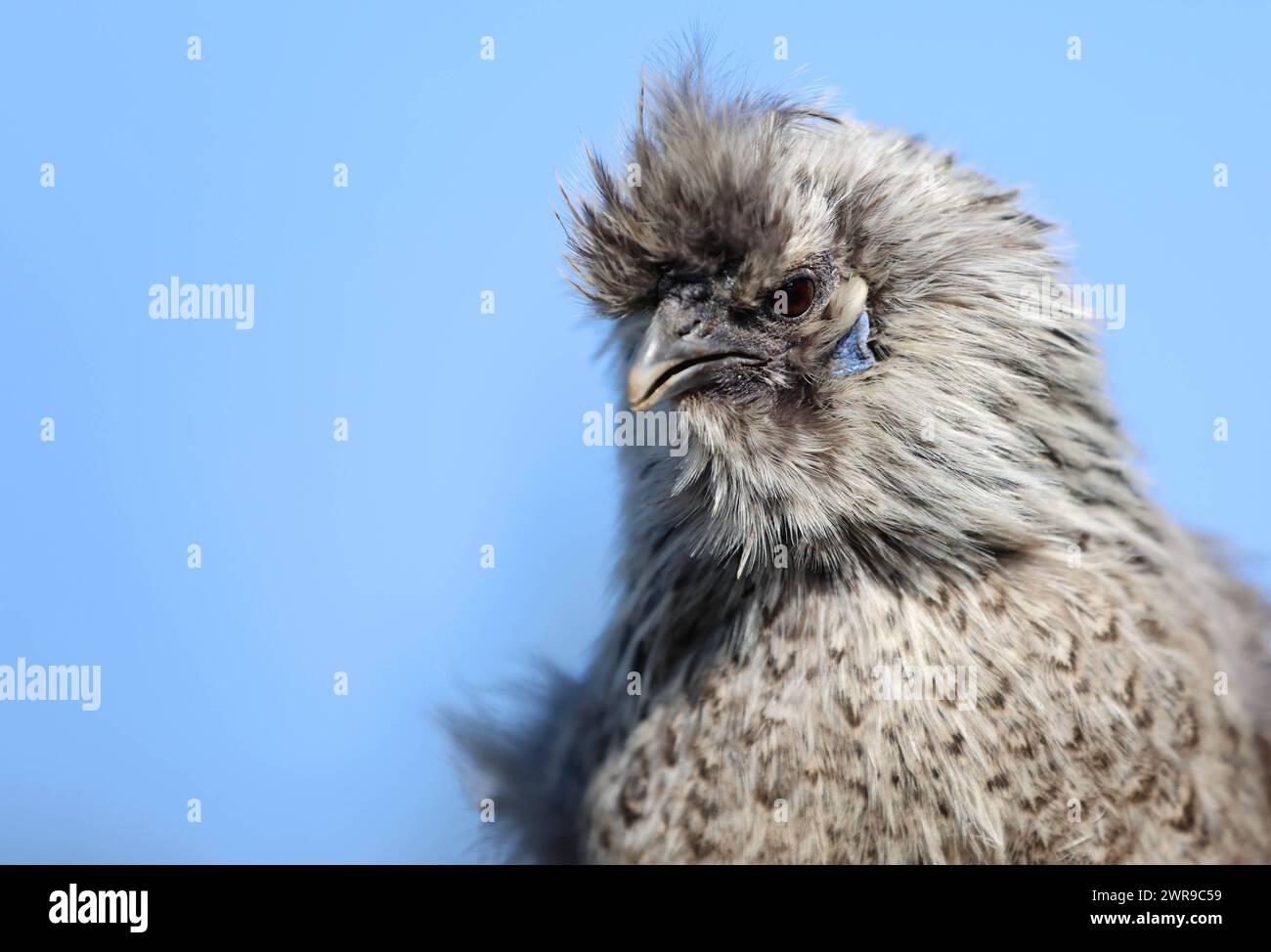 Zwerghuehner 08.03.2024, Erfurt, Paduaner-Huhn *** Dwarf chicken 08 03 ...