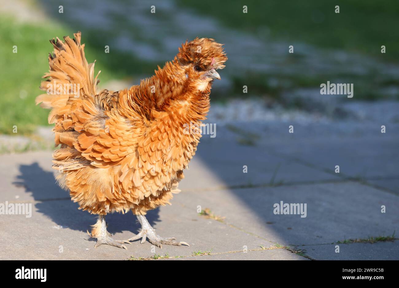 Chicken paduan hi-res stock photography and images - Alamy