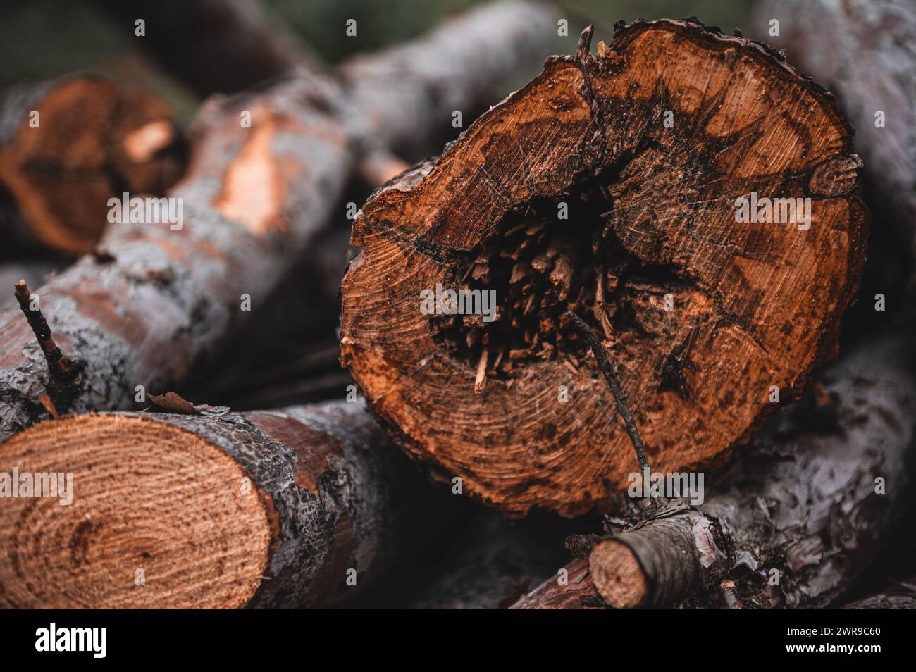Closeup cross section of wood after deforestation stacked as woodpile ...