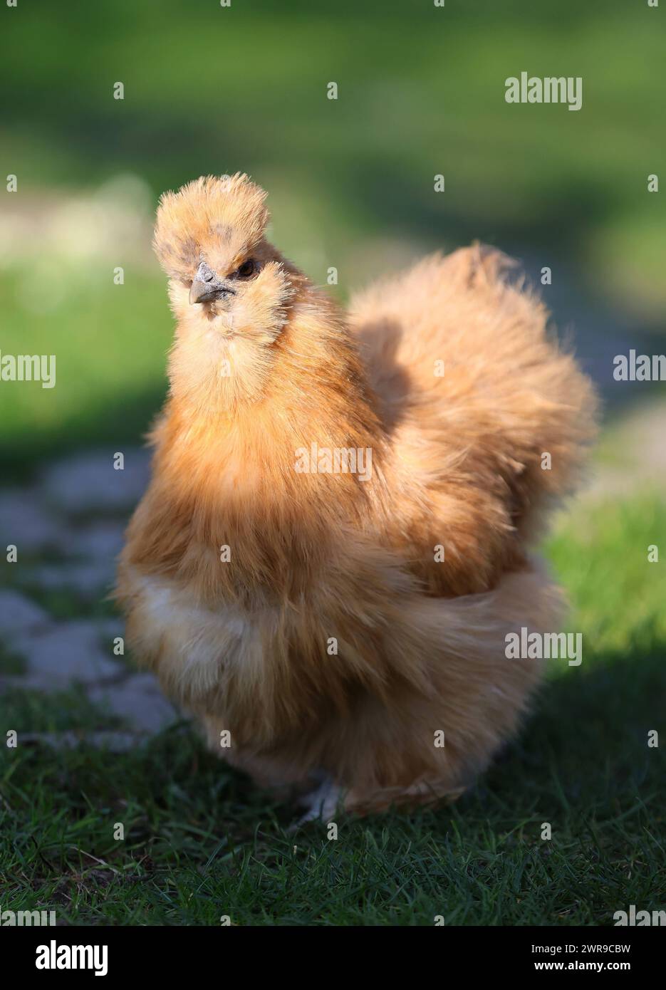 Zwerghuehner 08.03.2024, Erfurt, Seidenhuhn *** Dwarf chicken 08 03 ...
