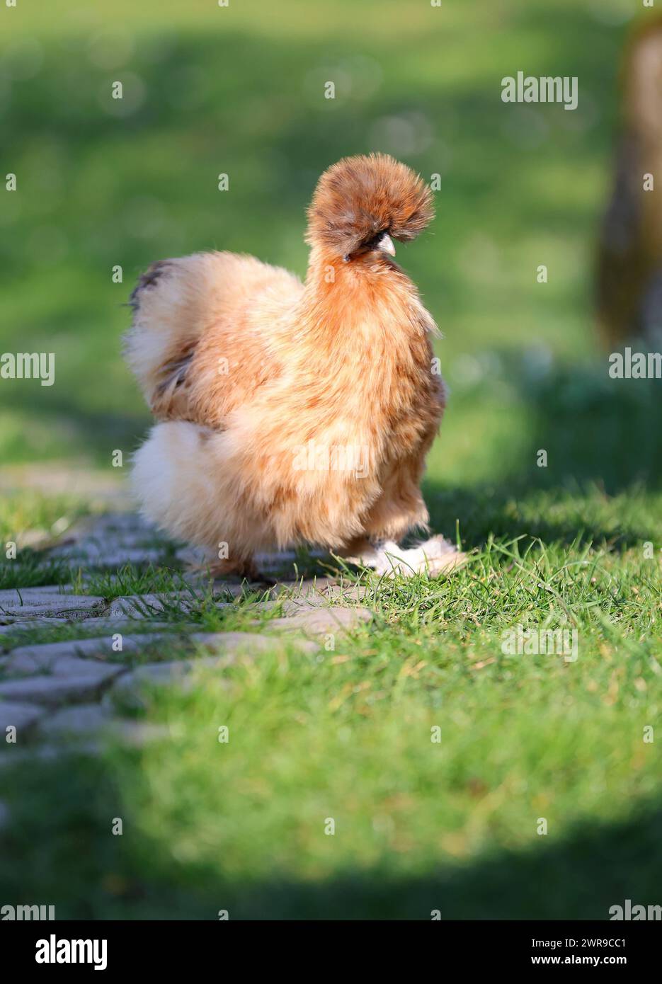 Zwerghuehner 08.03.2024, Erfurt, Paduaner-Huhn *** Dwarf chicken 08 03 ...