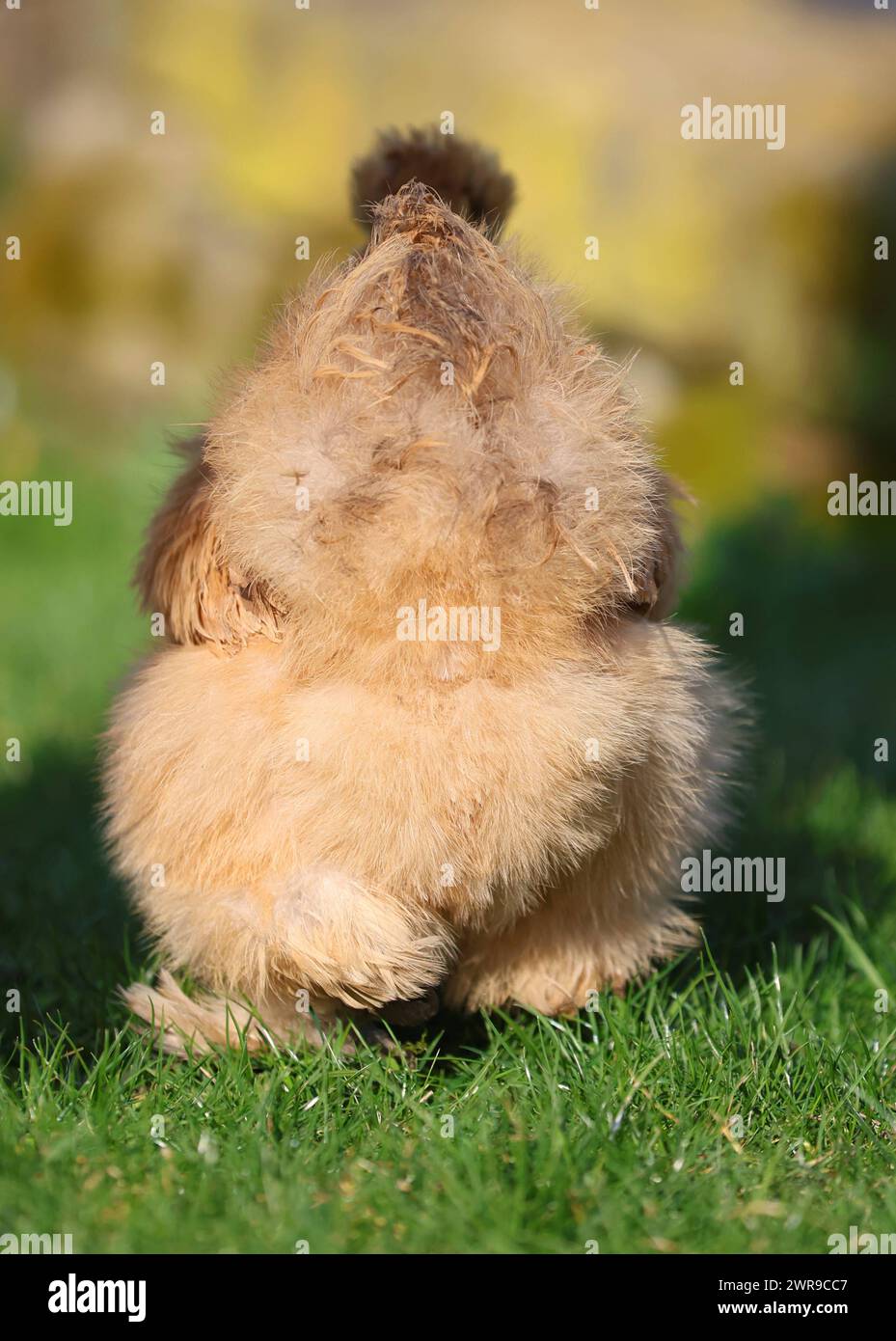 Zwerghuehner 08.03.2024, Erfurt, Paduaner-Huhn von hinten *** Dwarf ...