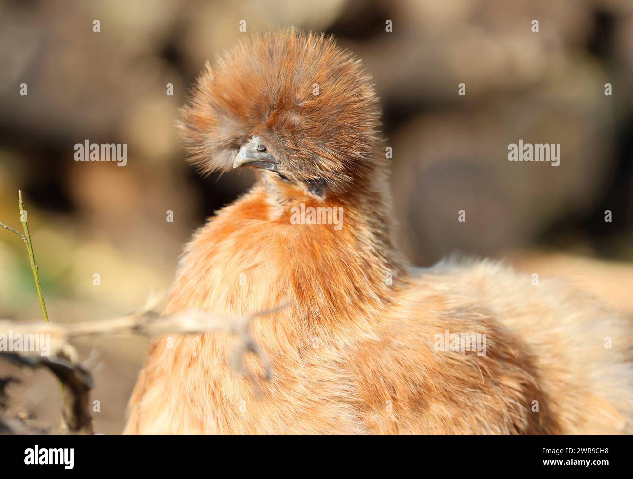 Zwerghuehner 08.03.2024, Erfurt, Paduaner-Huhn *** Dwarf chicken 08 03 ...