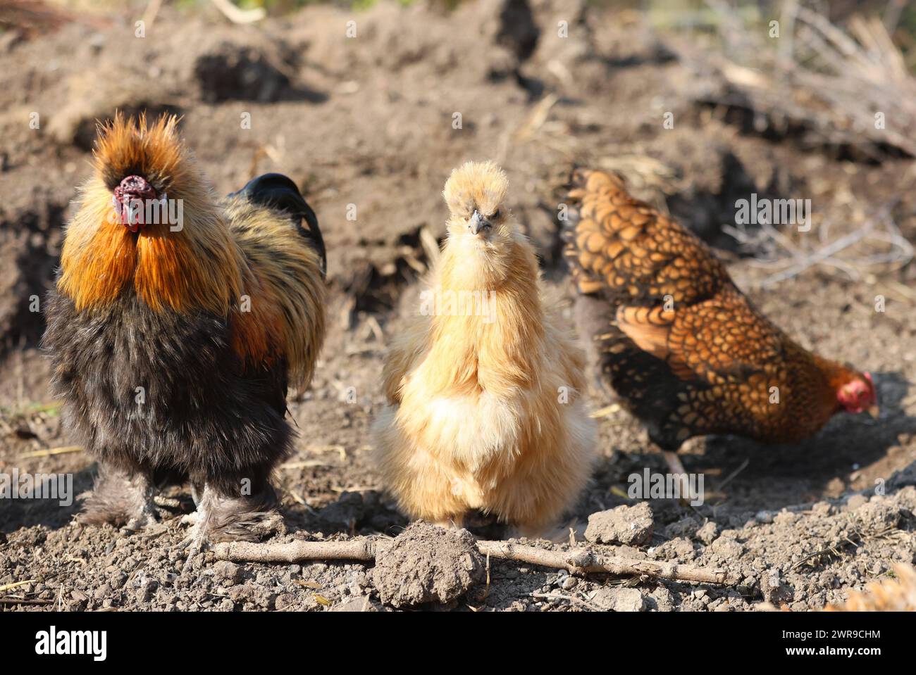 Zwerghuehner 08.03.2024, Erfurt, Paduaner-Hahn, Seidenhuhn und ein ...