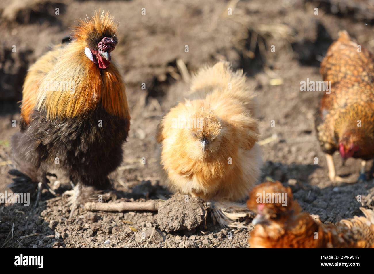 Zwerghuehner 08.03.2024, Erfurt, Paduaner-Hahn, Seidenhuhn und ein ...