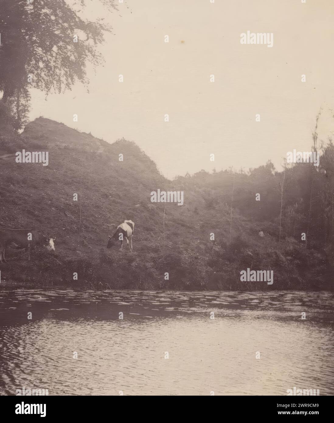 Cows at the edge of a water in a hilly landscape, Part of a French ...