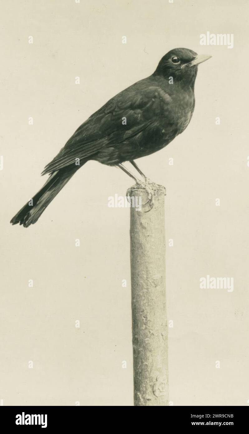 Tepe pole hi-res stock photography and images - Alamy