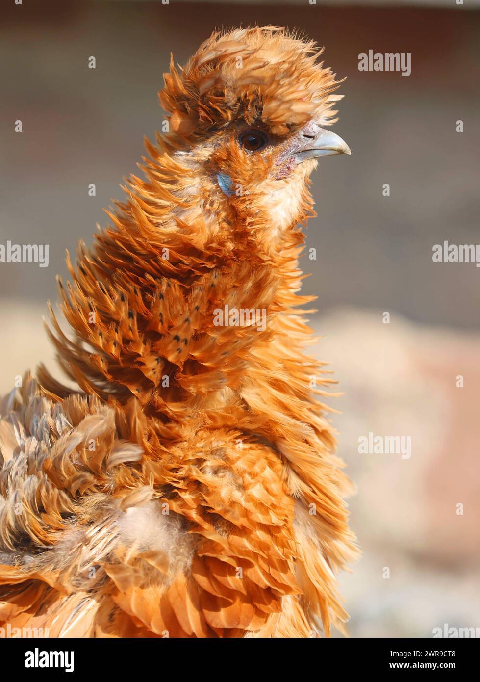 Zwerghuehner 08.03.2024, Erfurt, Seidenhuhn gestruppt *** Dwarf chicken ...