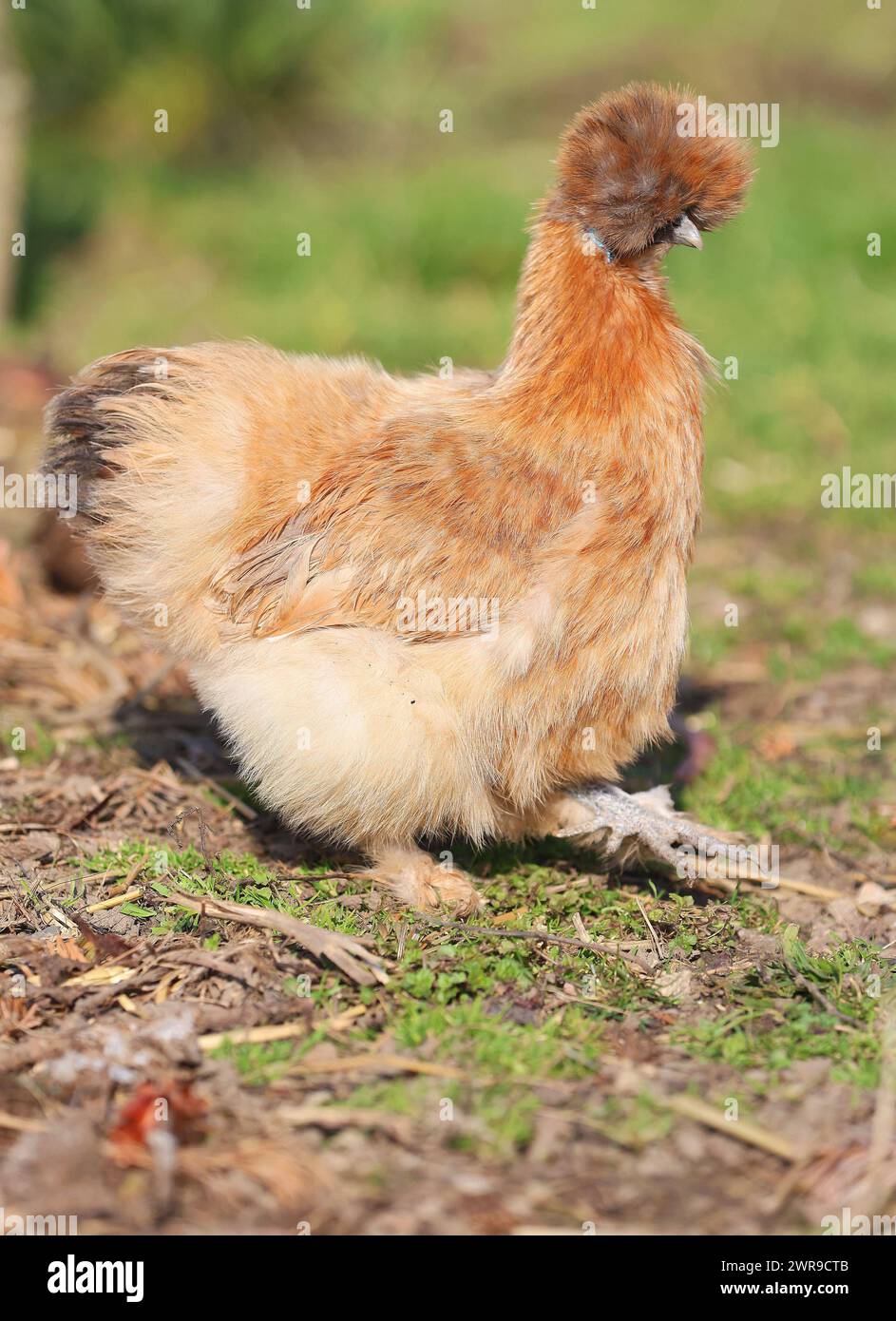 Chicken paduan hi-res stock photography and images - Alamy