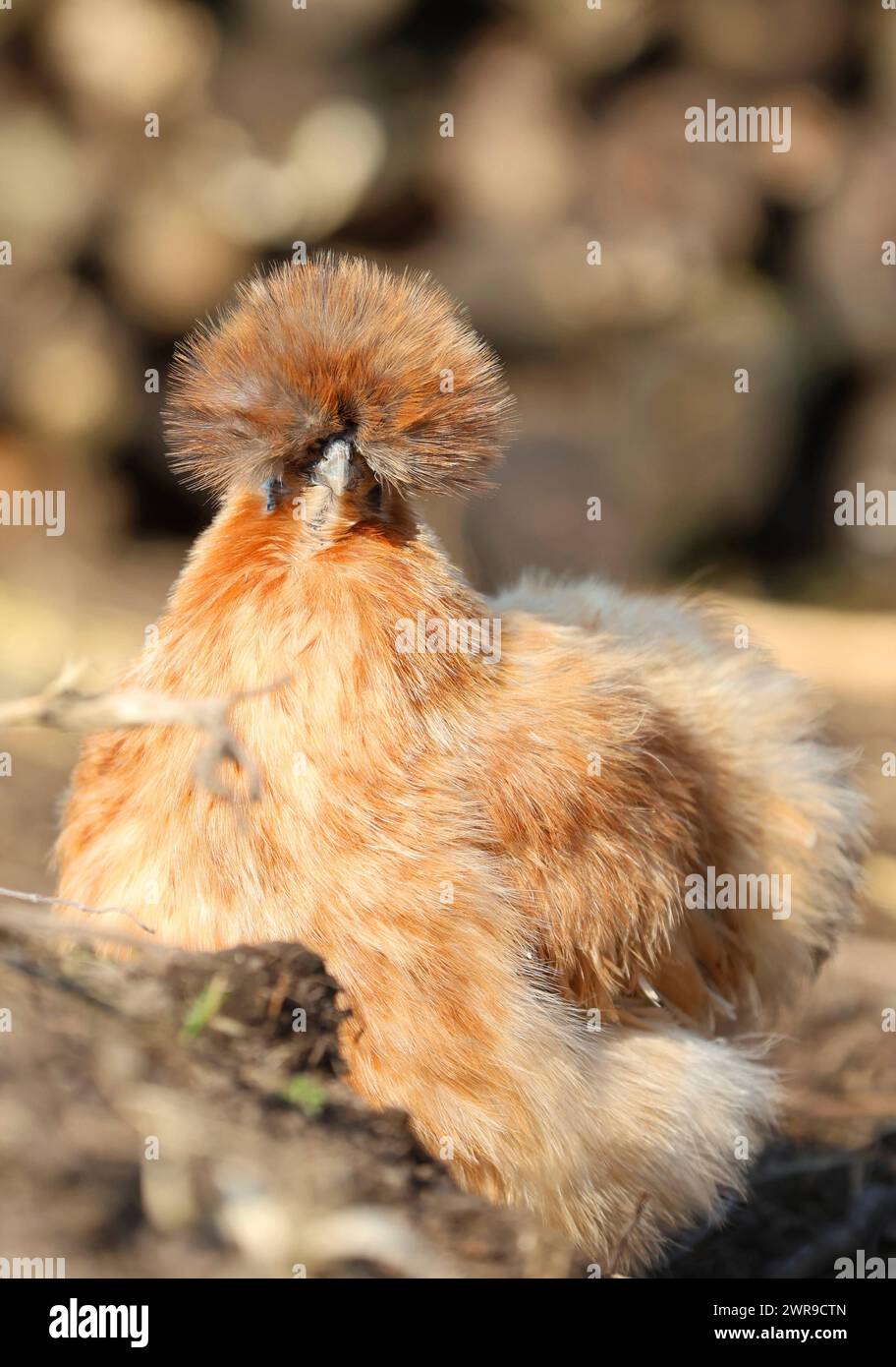 Zwerghuehner 08.03.2024, Erfurt, Paduaner-Huhn *** Dwarf chicken 08 03 ...