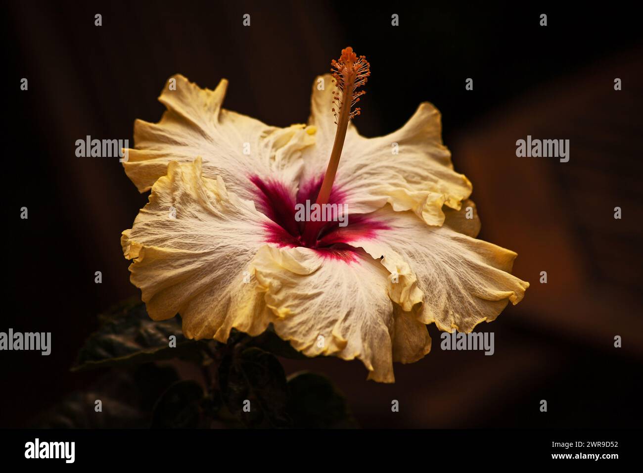 Single Hibiscus flower 15847 Stock Photo - Alamy