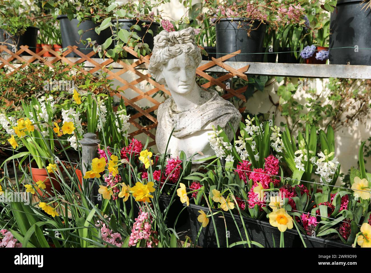 Spring flowers in the Palm House at Belfast Botanic Gardens Stock Photo ...