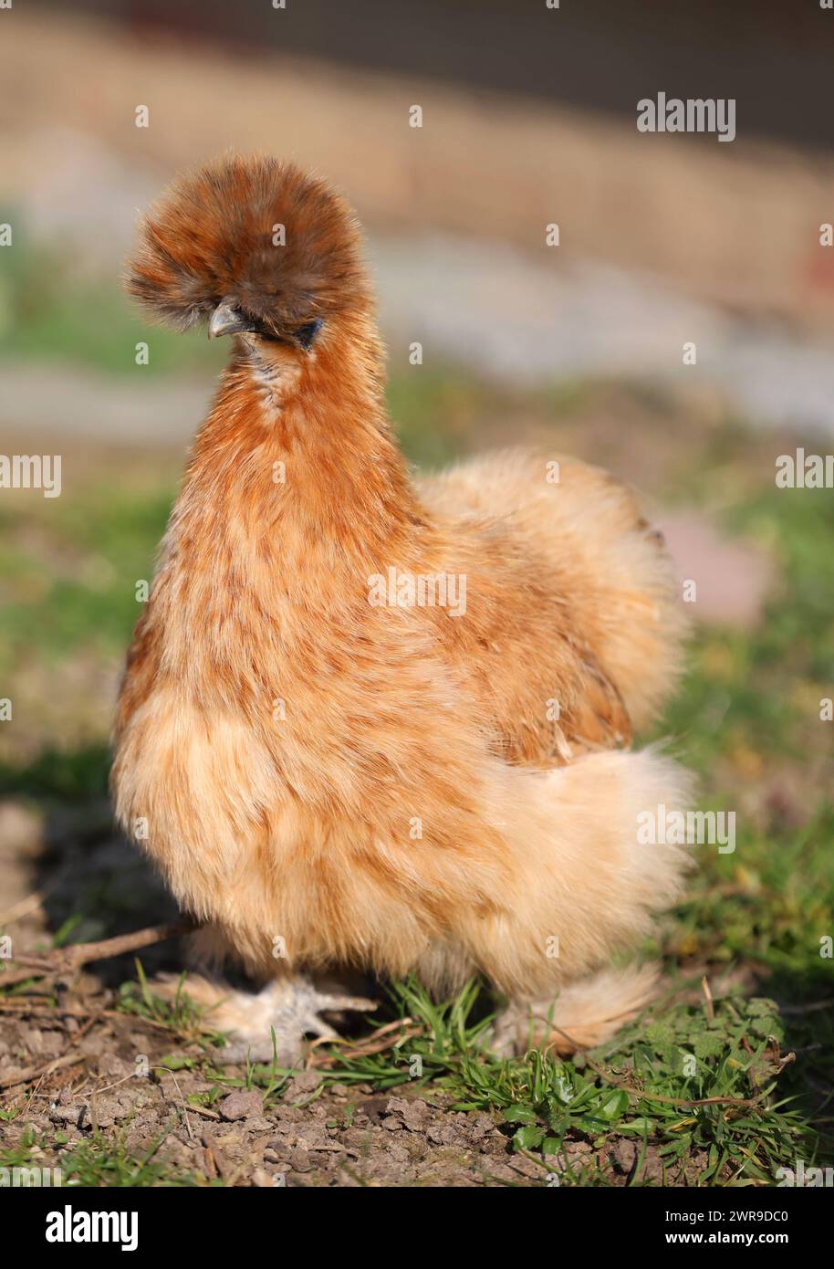 Zwerghuehner 08.03.2024, Erfurt, Paduaner-Huhn *** Dwarf chicken 08 03 ...