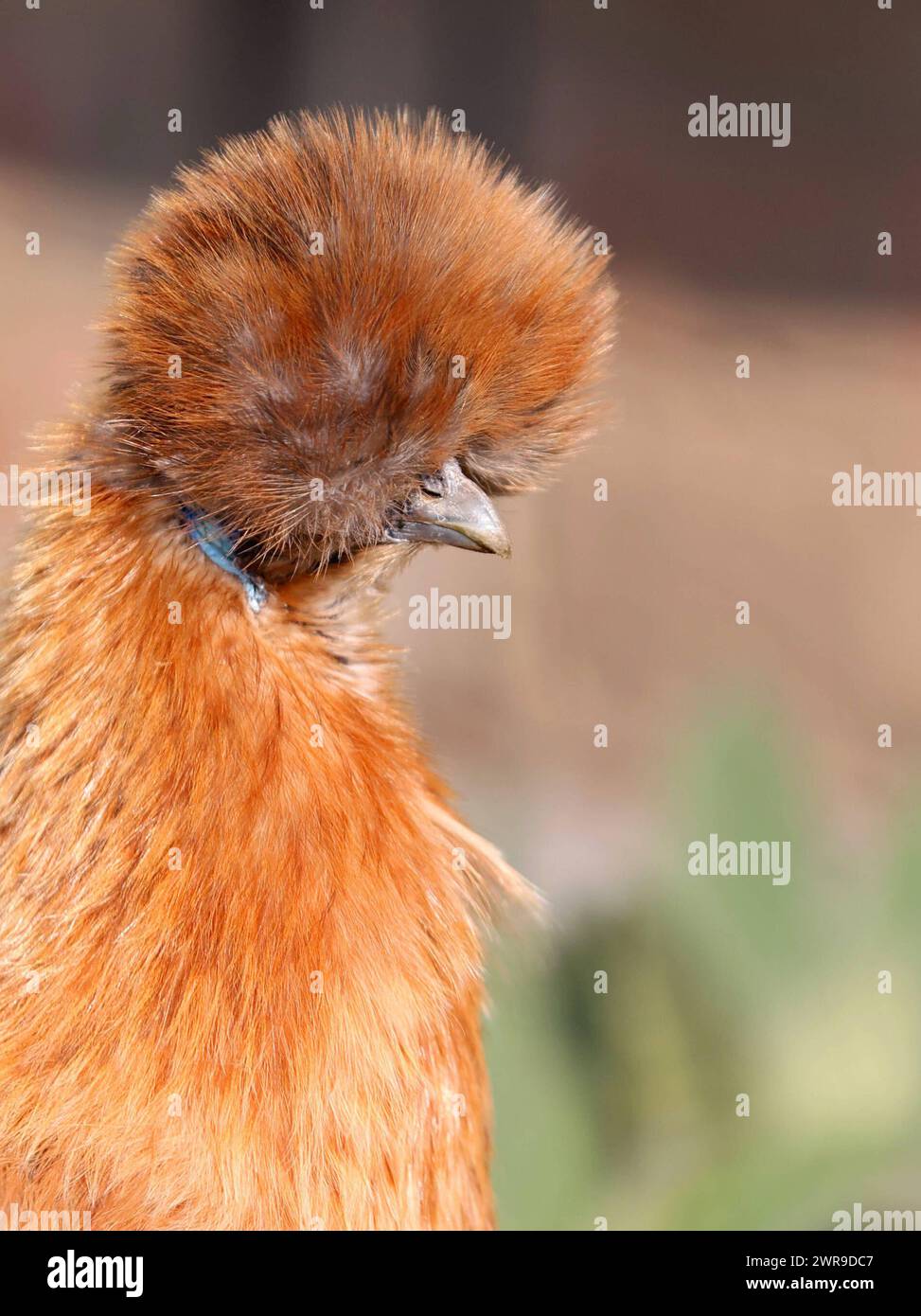 Zwerghuehner 08.03.2024, Erfurt, Paduaner-Huhn *** Dwarf chicken 08 03 ...