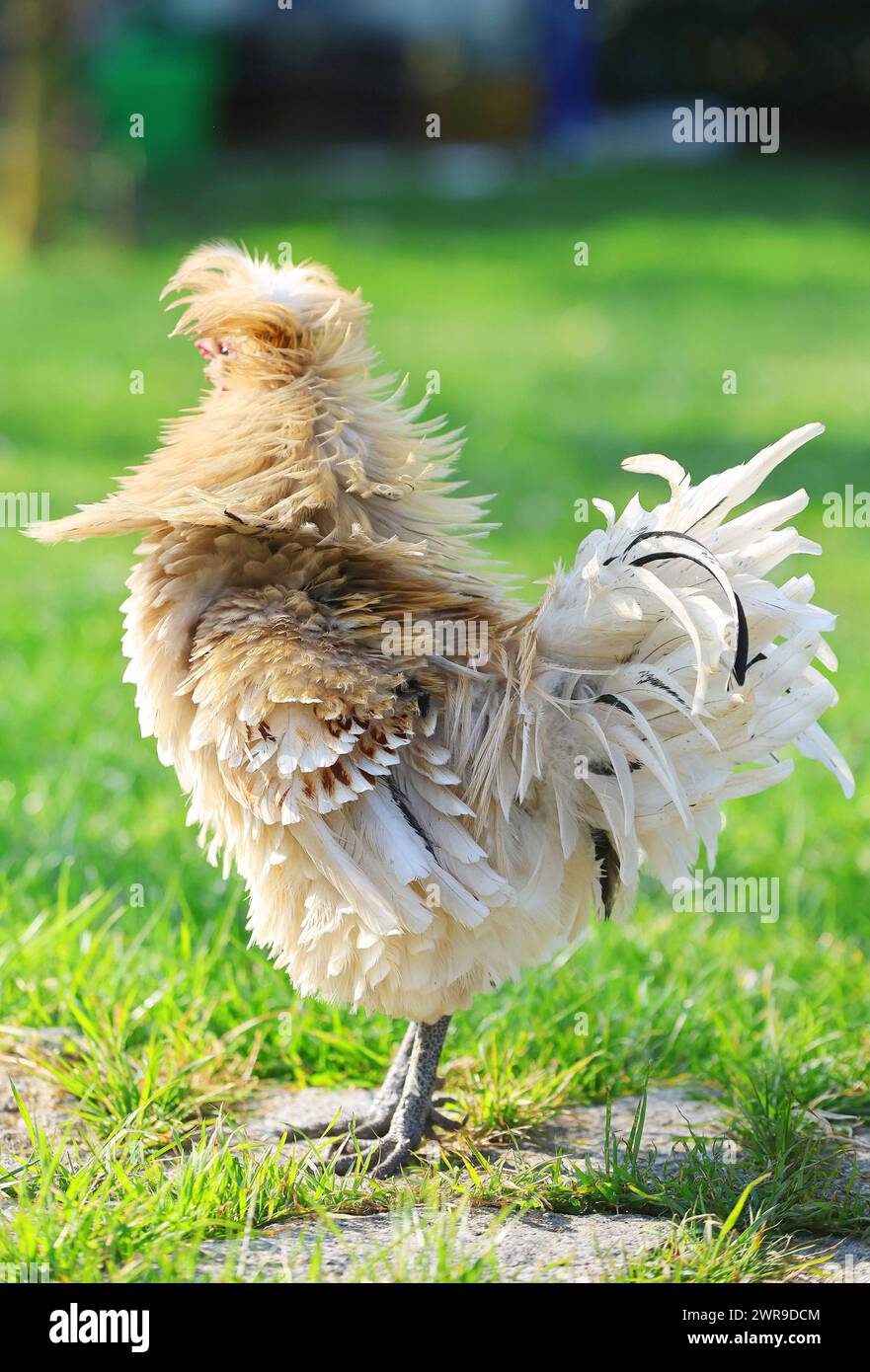 Zwerghuehner 08.03.2024, Erfurt, Paduaner-Hahn *** Dwarf chicken 08 03 ...